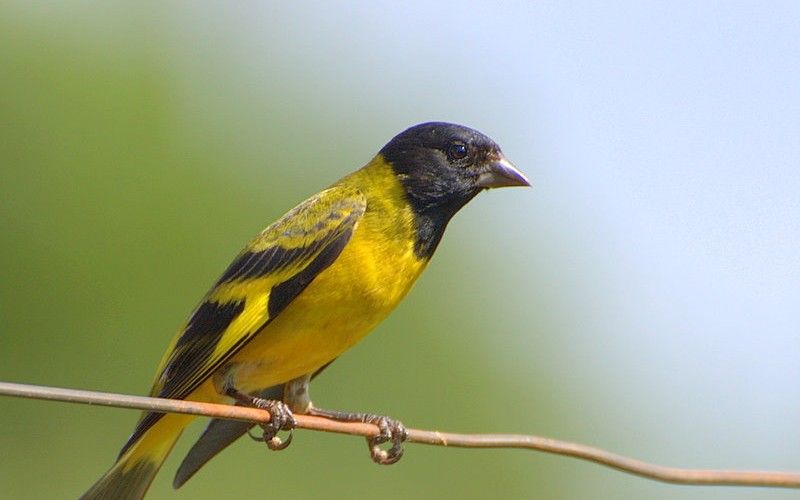 Aprendiendo de la biodiversidad conurbana: Este sábado habrá una ...