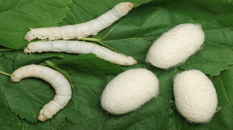 El INTA Castelar promueve que pequeños productores del Conurbano se ...