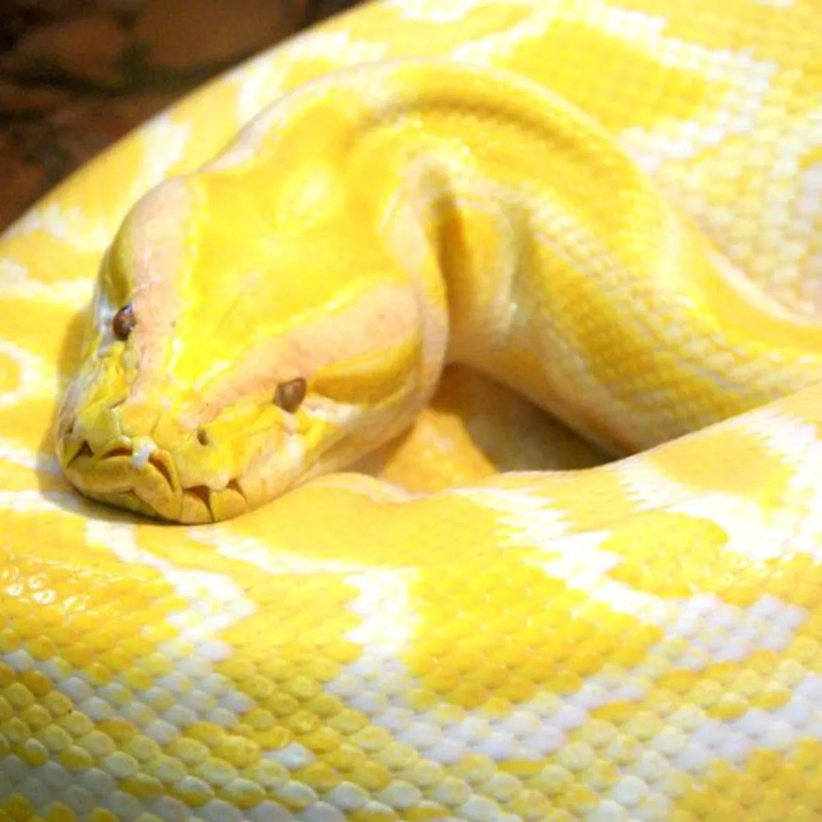 Un nuevo habitante: la historia del pitón que sorprendió a todo Tres de ...